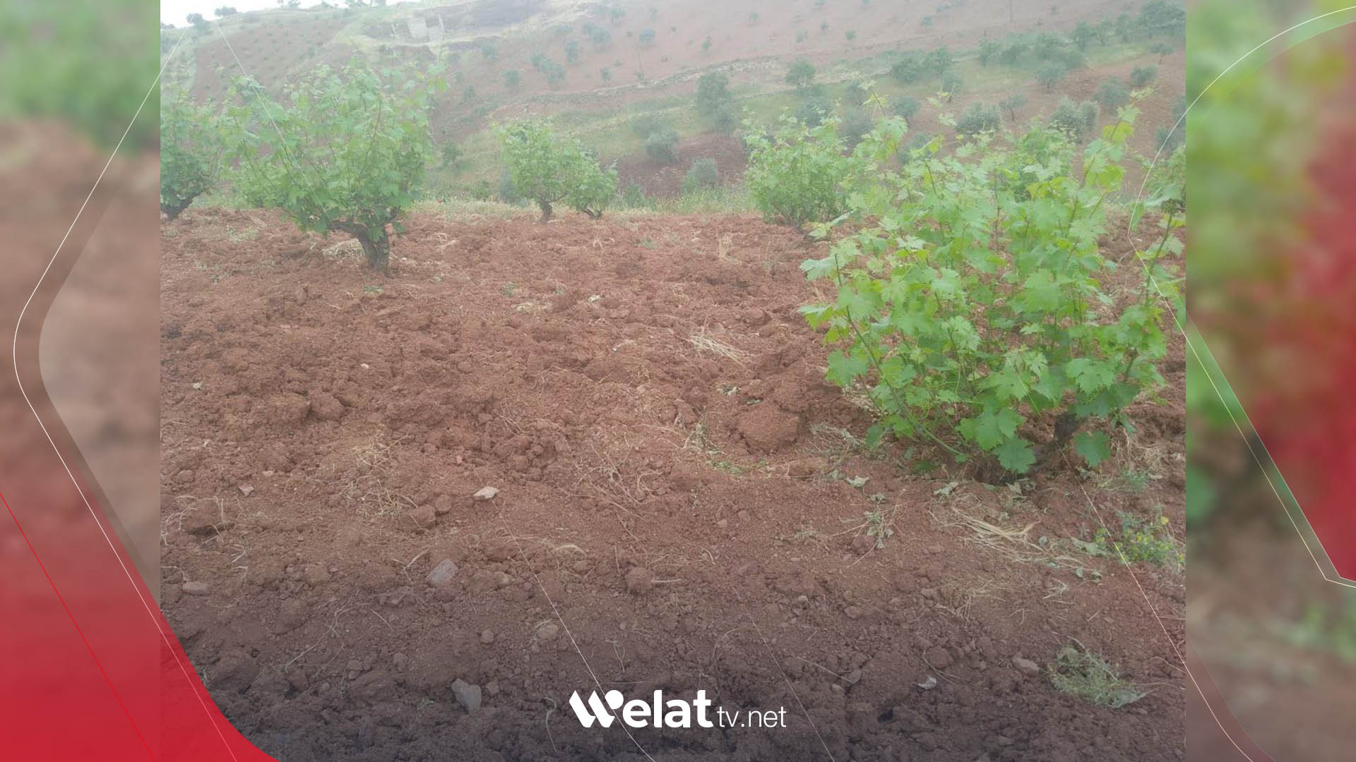 Efrin.. Silahlı gruplar vatandaşlara yeni vergiler dayatıyor | Welat TV